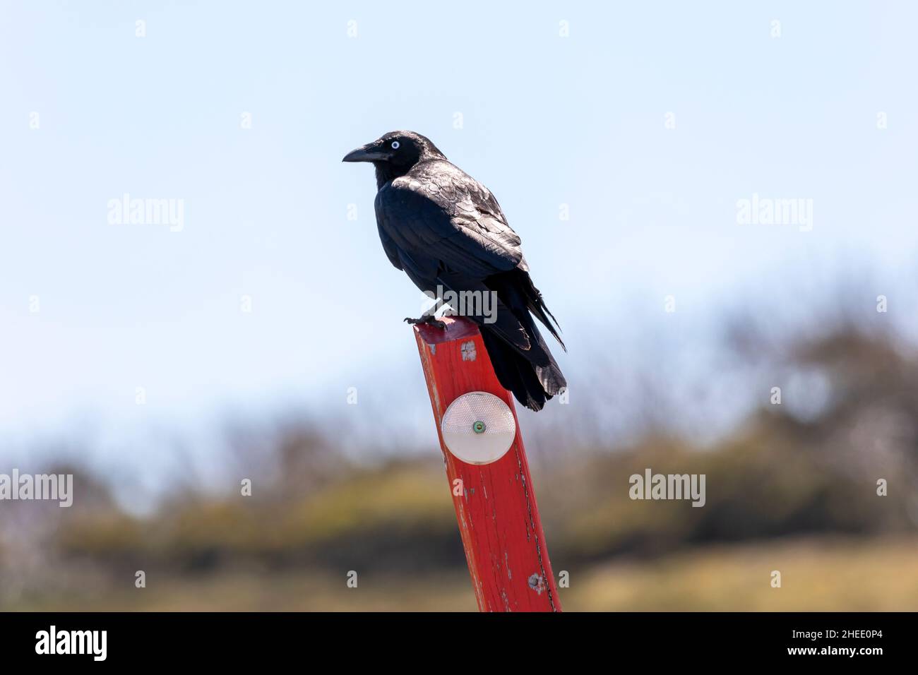 Photograph of a black crow sitting on a sign post in the sunshine Stock ...