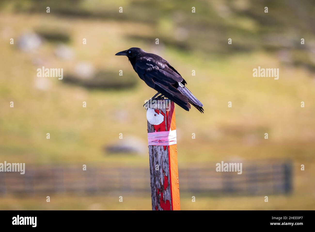 Photograph of a black crow sitting on a sign post in the sunshine Stock ...
