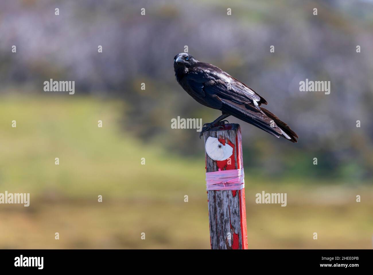 Photograph of a black crow sitting on a sign post in the sunshine Stock ...