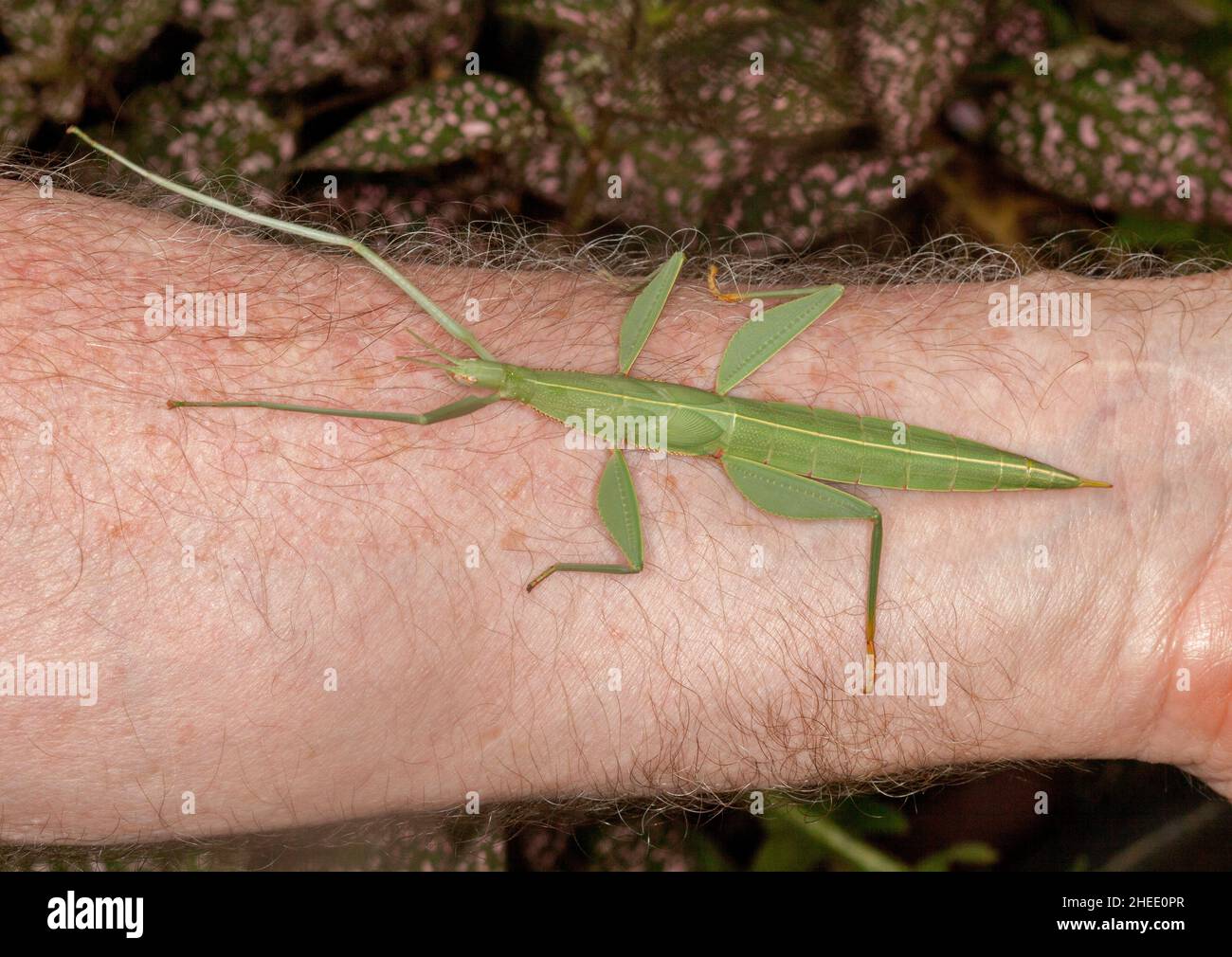 Tropidoderus childrenii hi-res stock photography and images - Alamy