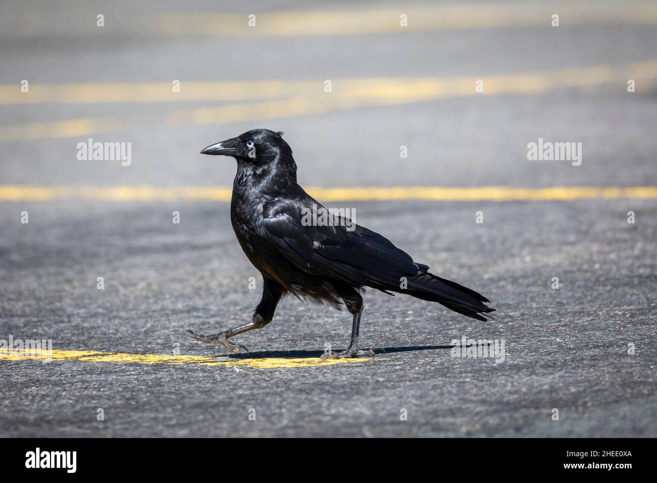 Photograph of a black crow walking and searching for food on asphalt in ...