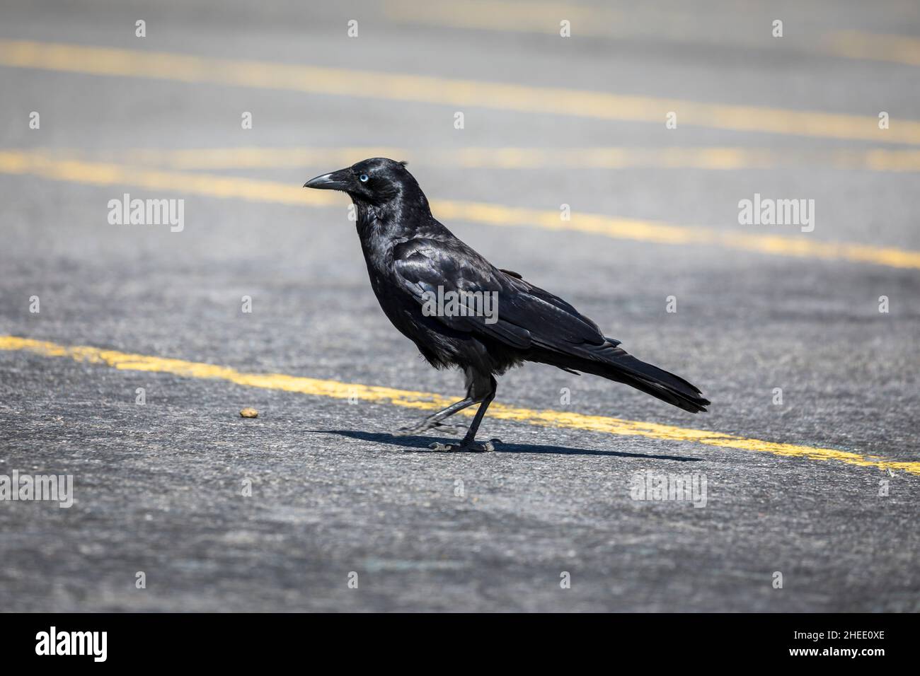 Photograph of a black crow walking and searching for food on asphalt in ...