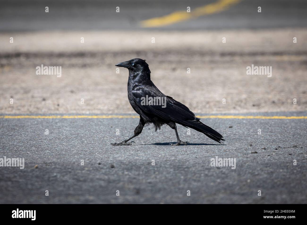 Photograph of a black crow walking and searching for food on asphalt in ...