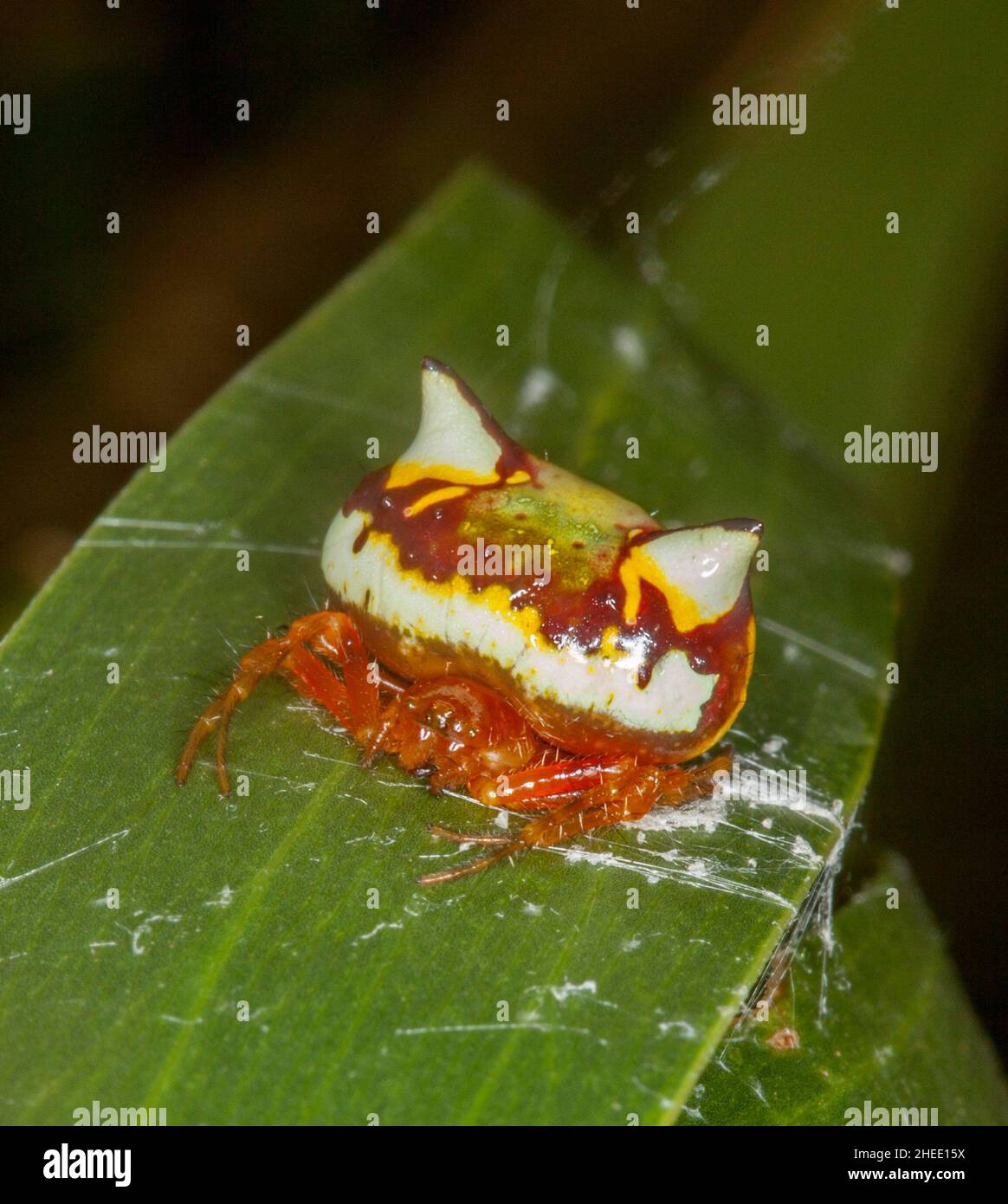 Unusual and colourful Two-spined Spider, Poecilopachys australasia ...
