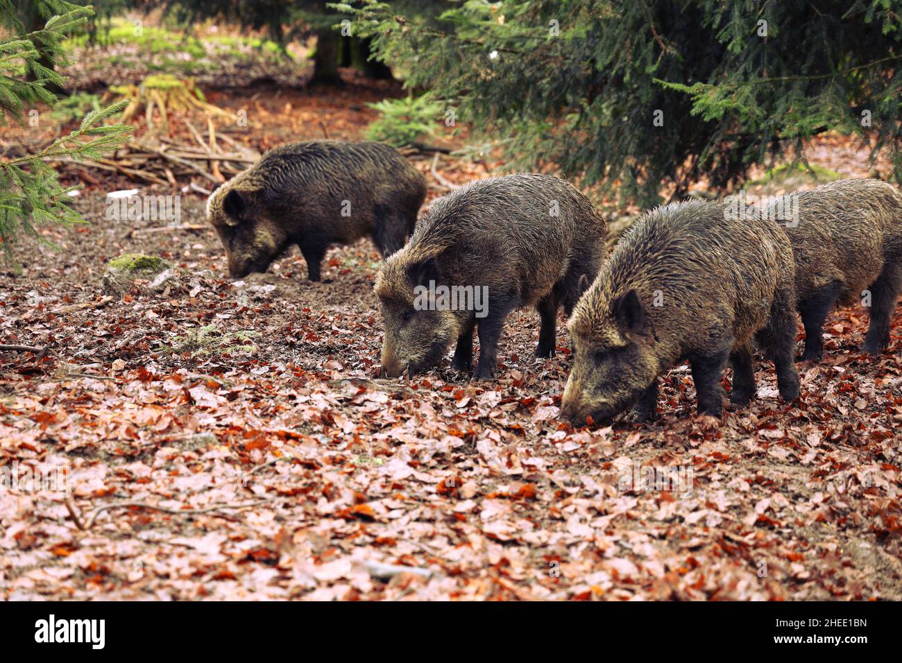 Wild boar herde in the wood Stock Photo - Alamy