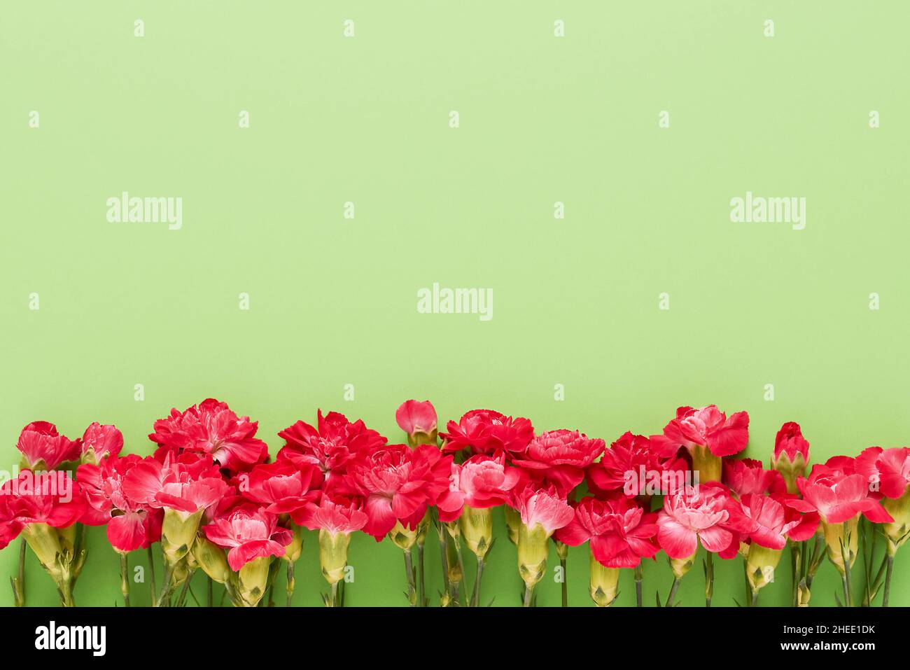 Red carnation flowers border on a green background. Flat lay, copy ...