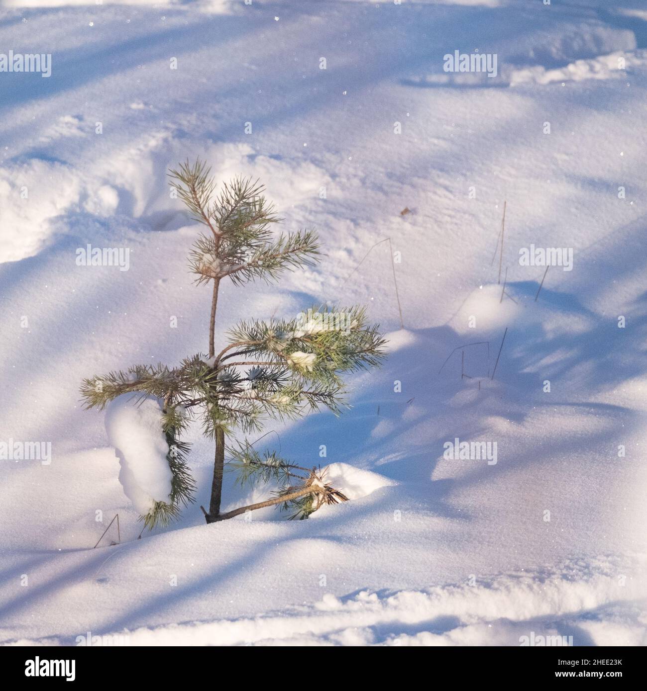 Helsinki / Finland - JANUARY 10, 2022: A small branch of a pine tree in ...