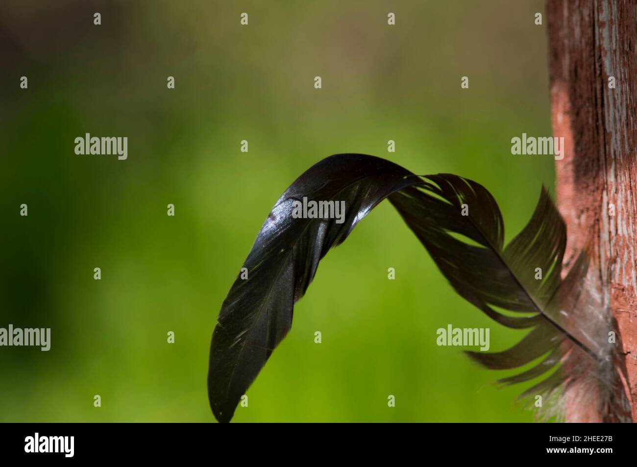 a black feather of a bird embedded in a beam Stock Photo - Alamy