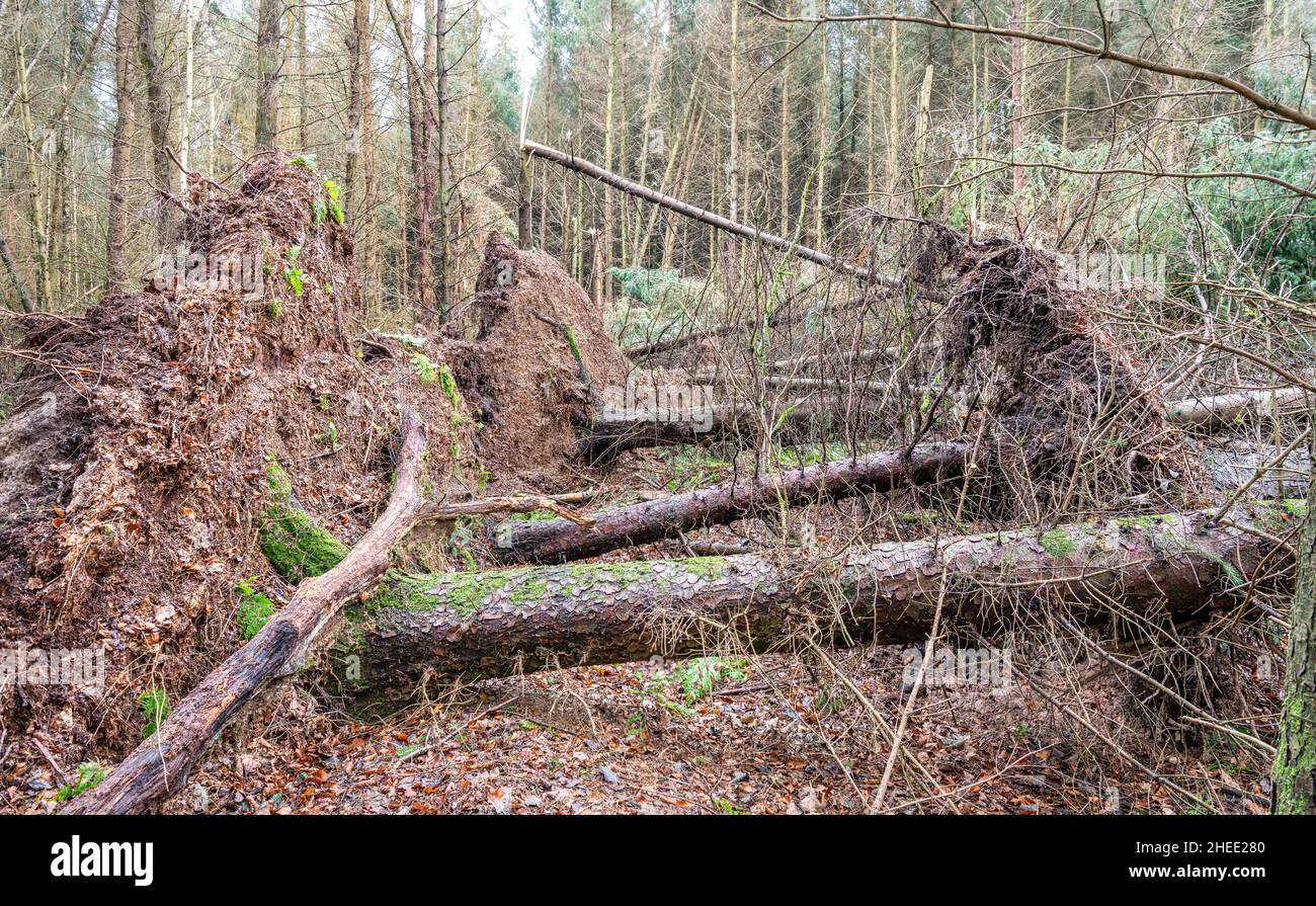 Storm Damage Fallen Trees in woodland in South East Scotland Stock ...