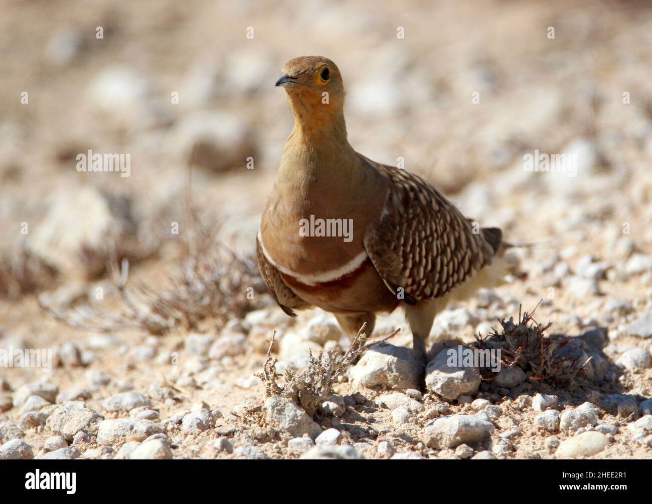 Namaqua Sandgrouse in the Kgalagadi Stock Photo - Alamy