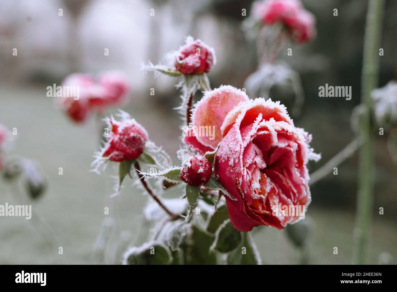 Dark red rose frost hi-res stock photography and images - Alamy