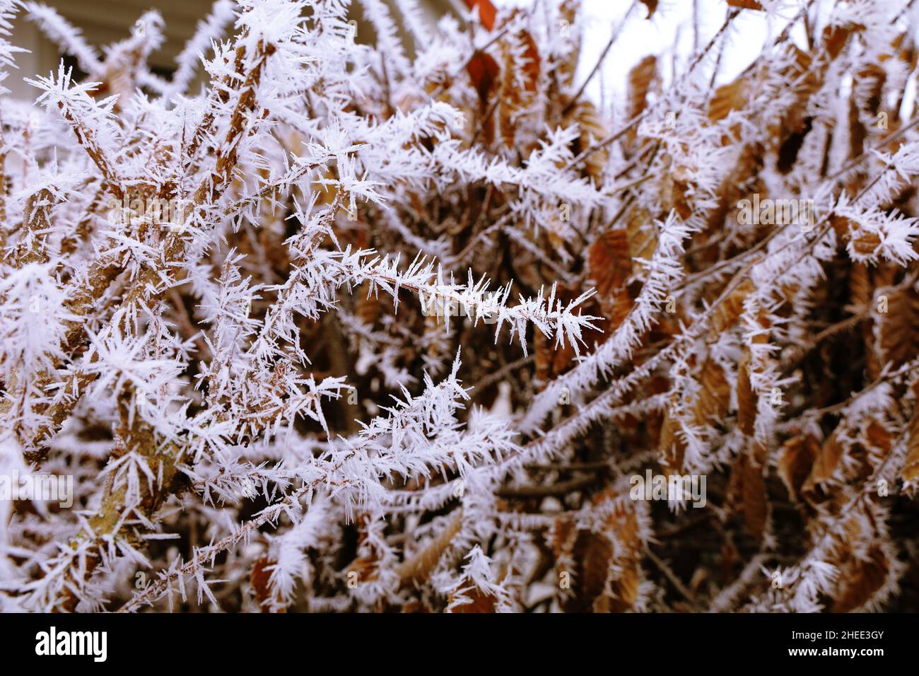 Soft Rime Ice on Branches Stock Photo - Alamy