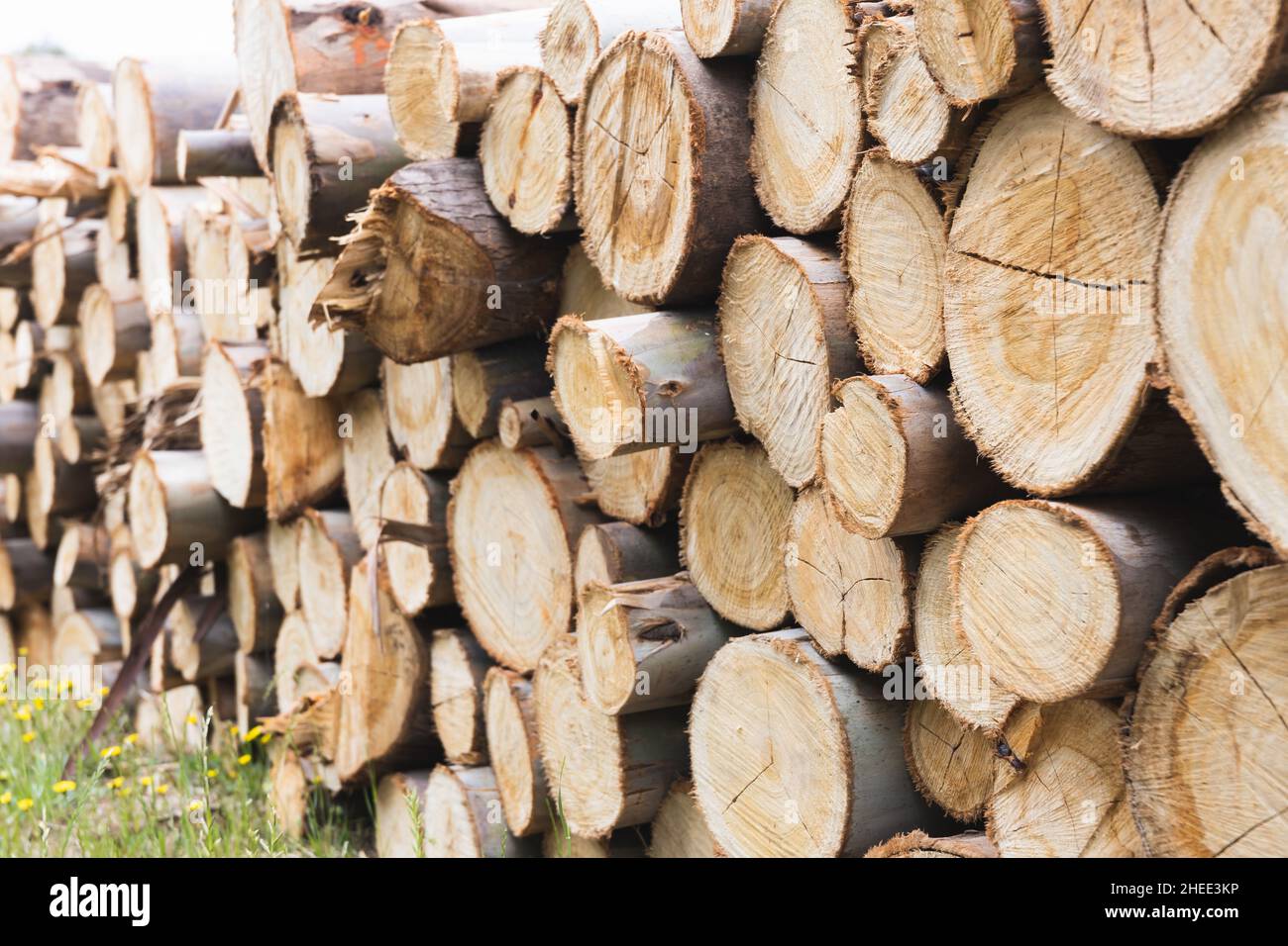 Pile of sawn logs waiting for transportation in forest Stock Photo - Alamy