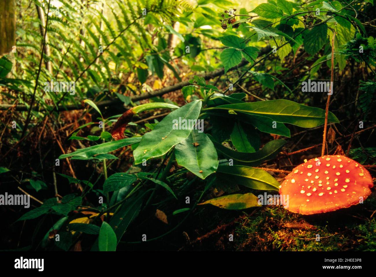Close-up natural environmental portrait of fungi as symbols of life ...