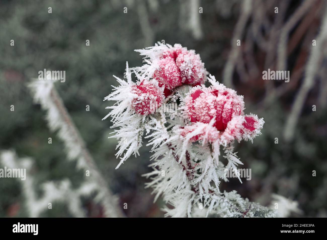 Spike roses hi-res stock photography and images - Alamy