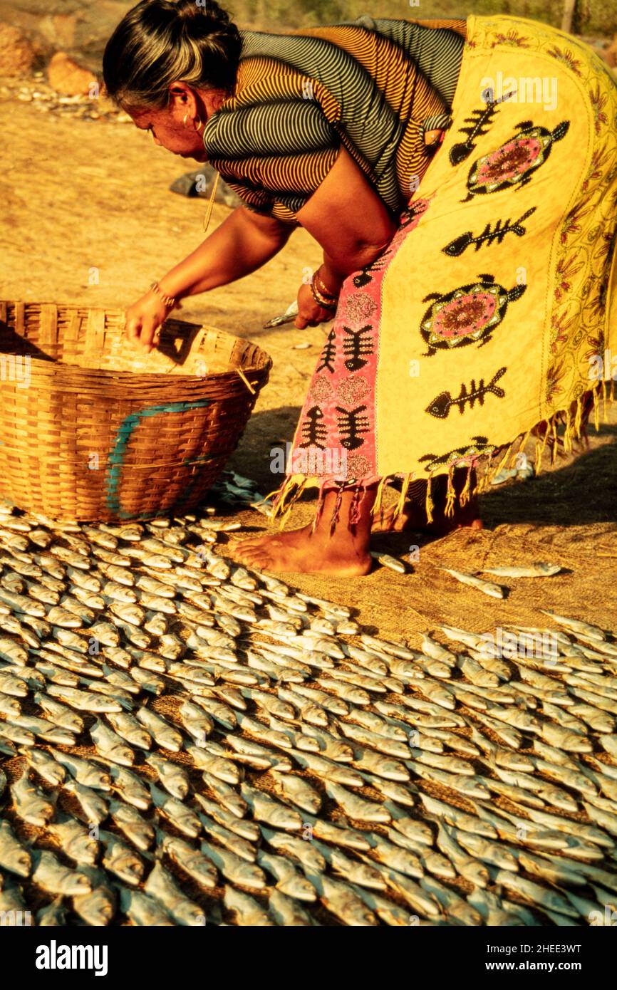 Low impact commercial enterprise, fishmeal production, showing fish ...