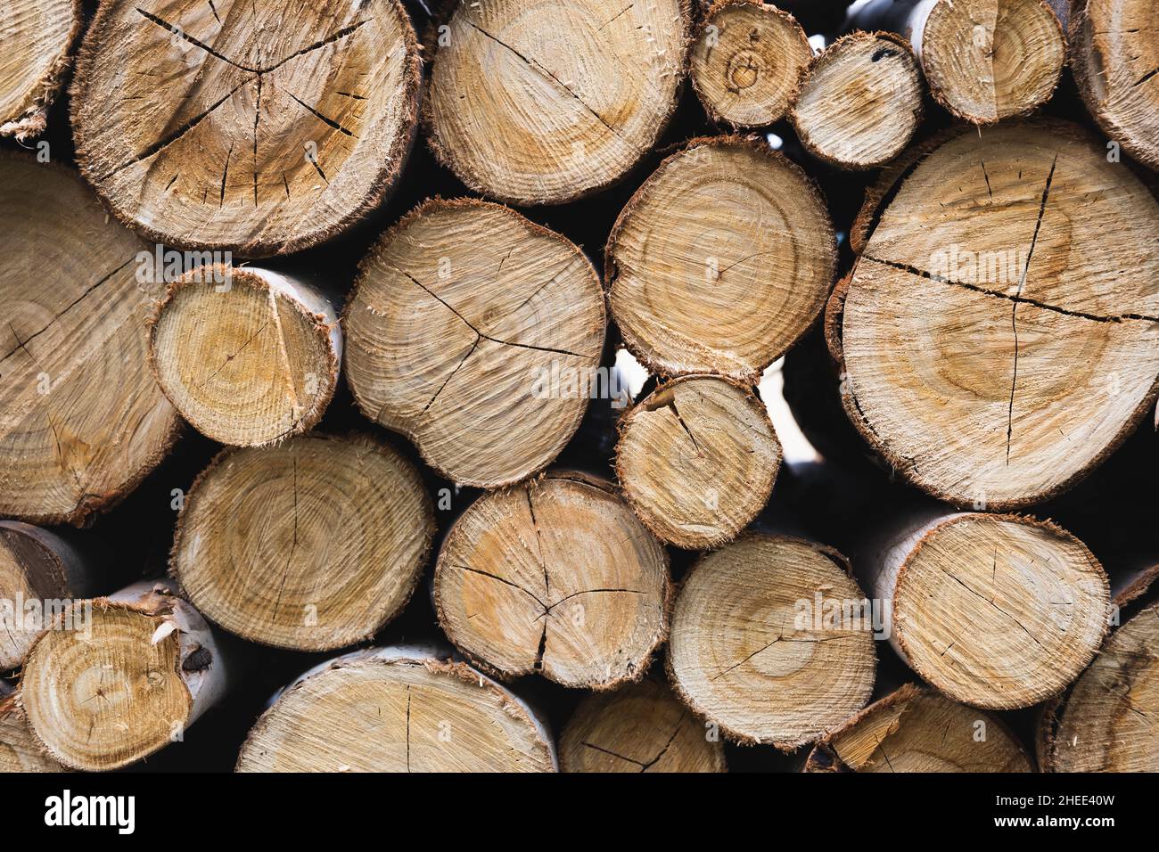 Pile of sawn logs waiting for transportation in forest Stock Photo - Alamy