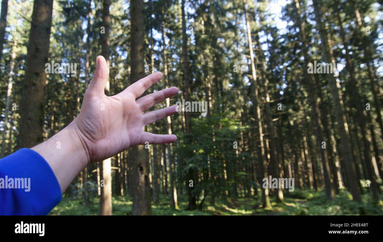 Man hand against green dark forest trees woods in outdoor leisure ...