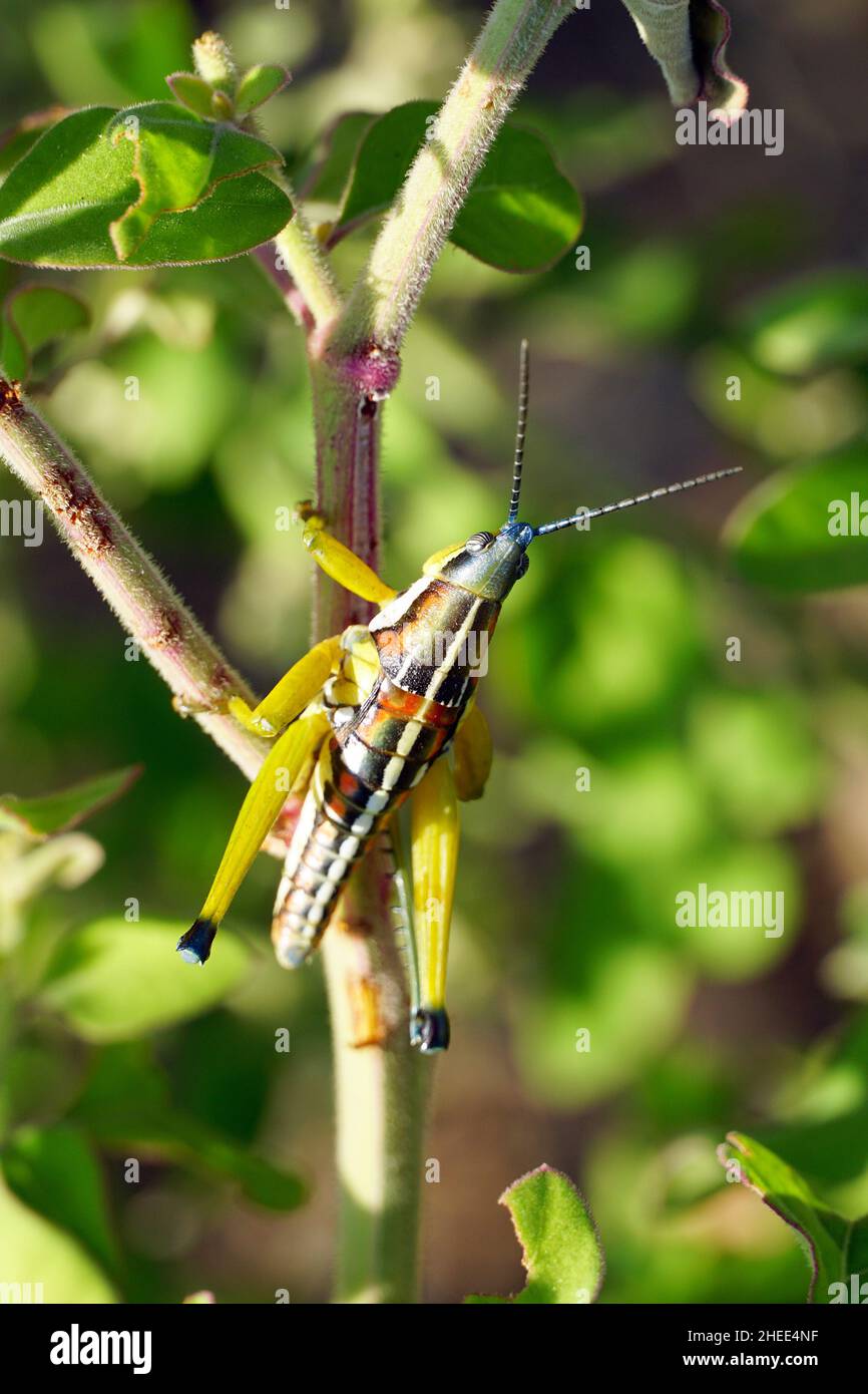 locust, Sphenarium sp., Mexico, North America Stock Photo - Alamy