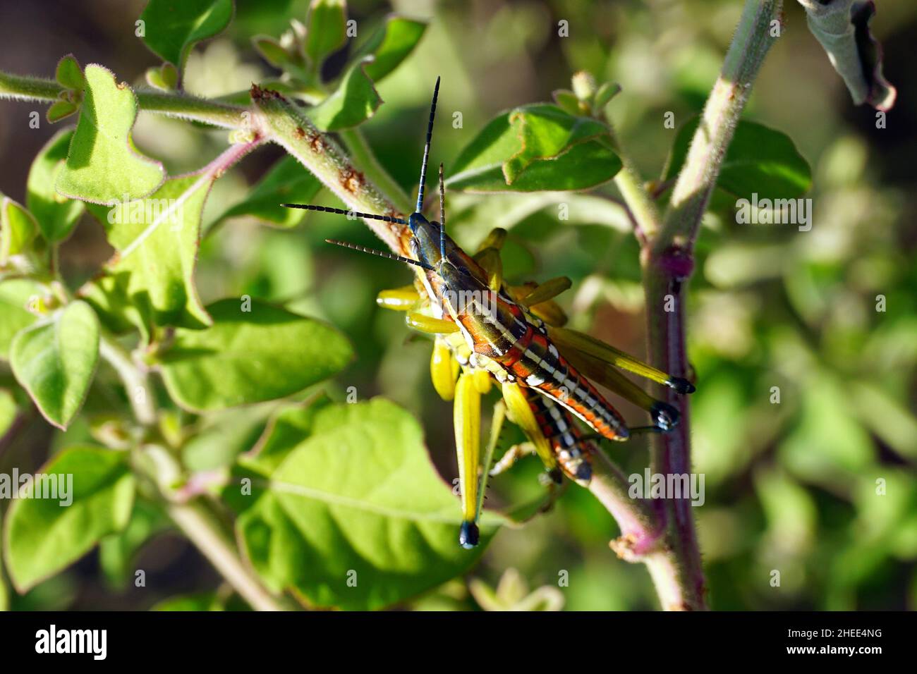 locust, Sphenarium sp., Mexico, North America Stock Photo - Alamy