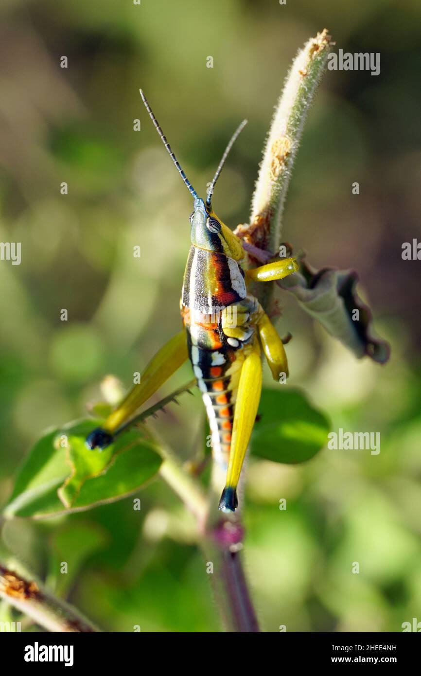 locust, Sphenarium sp., Mexico, North America Stock Photo - Alamy
