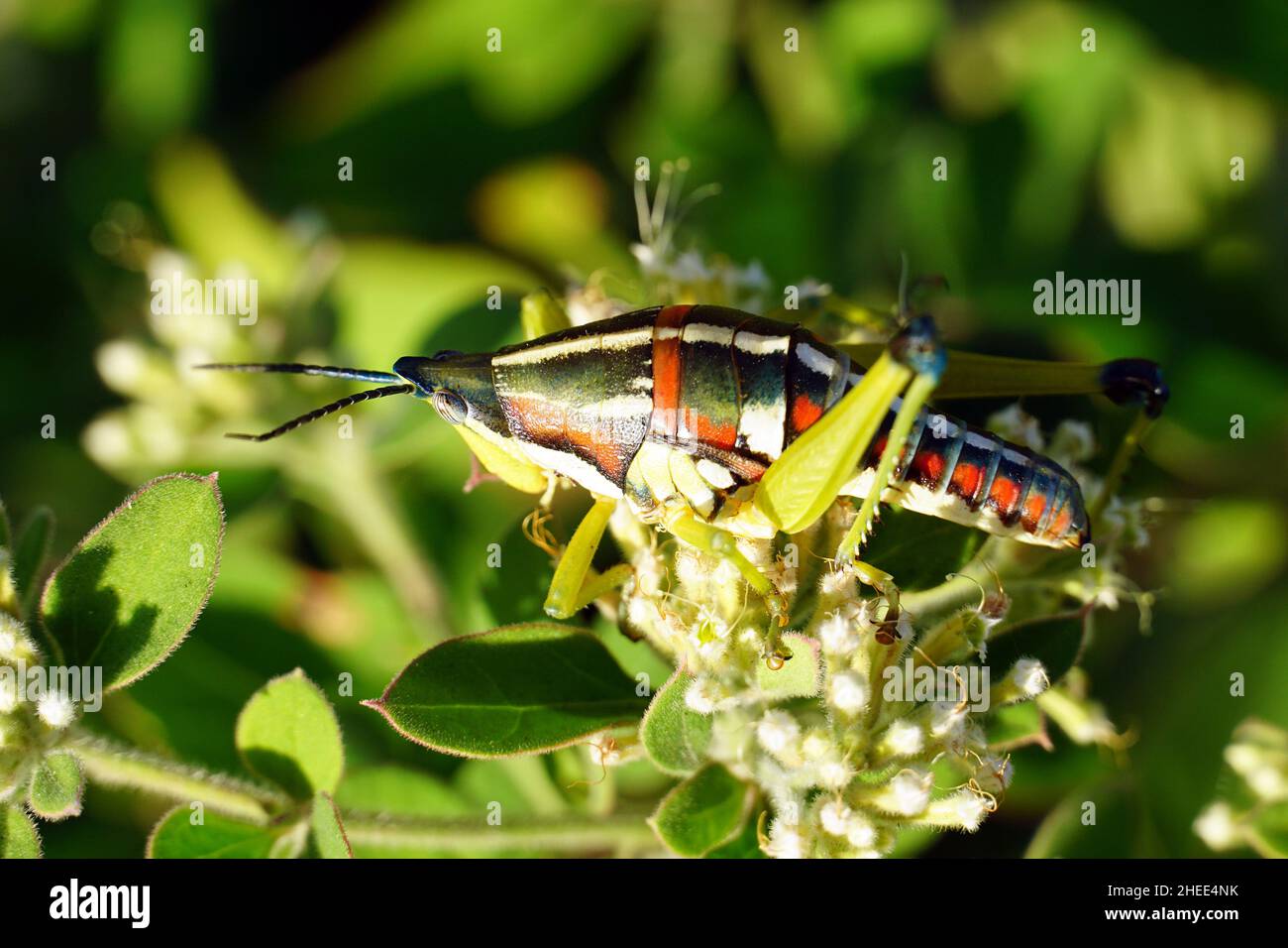 locust, Sphenarium sp., Mexico, North America Stock Photo - Alamy