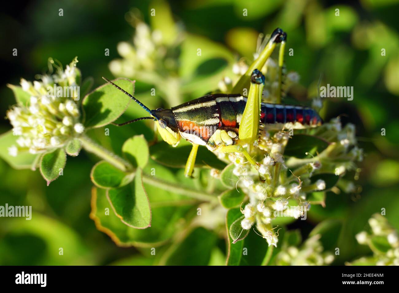 locust, Sphenarium sp., Mexico, North America Stock Photo - Alamy