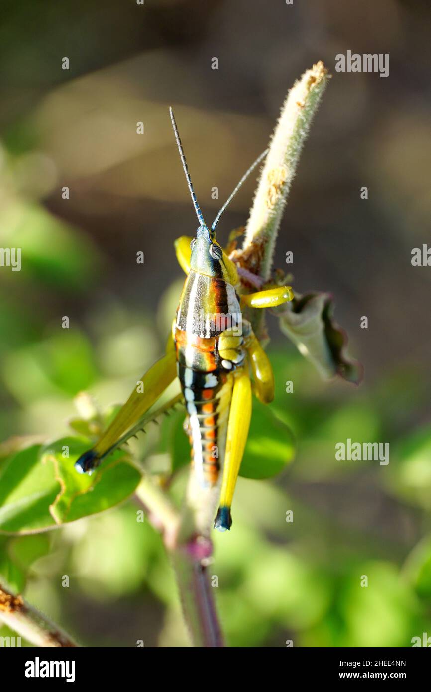 locust, Sphenarium sp., Mexico, North America Stock Photo - Alamy