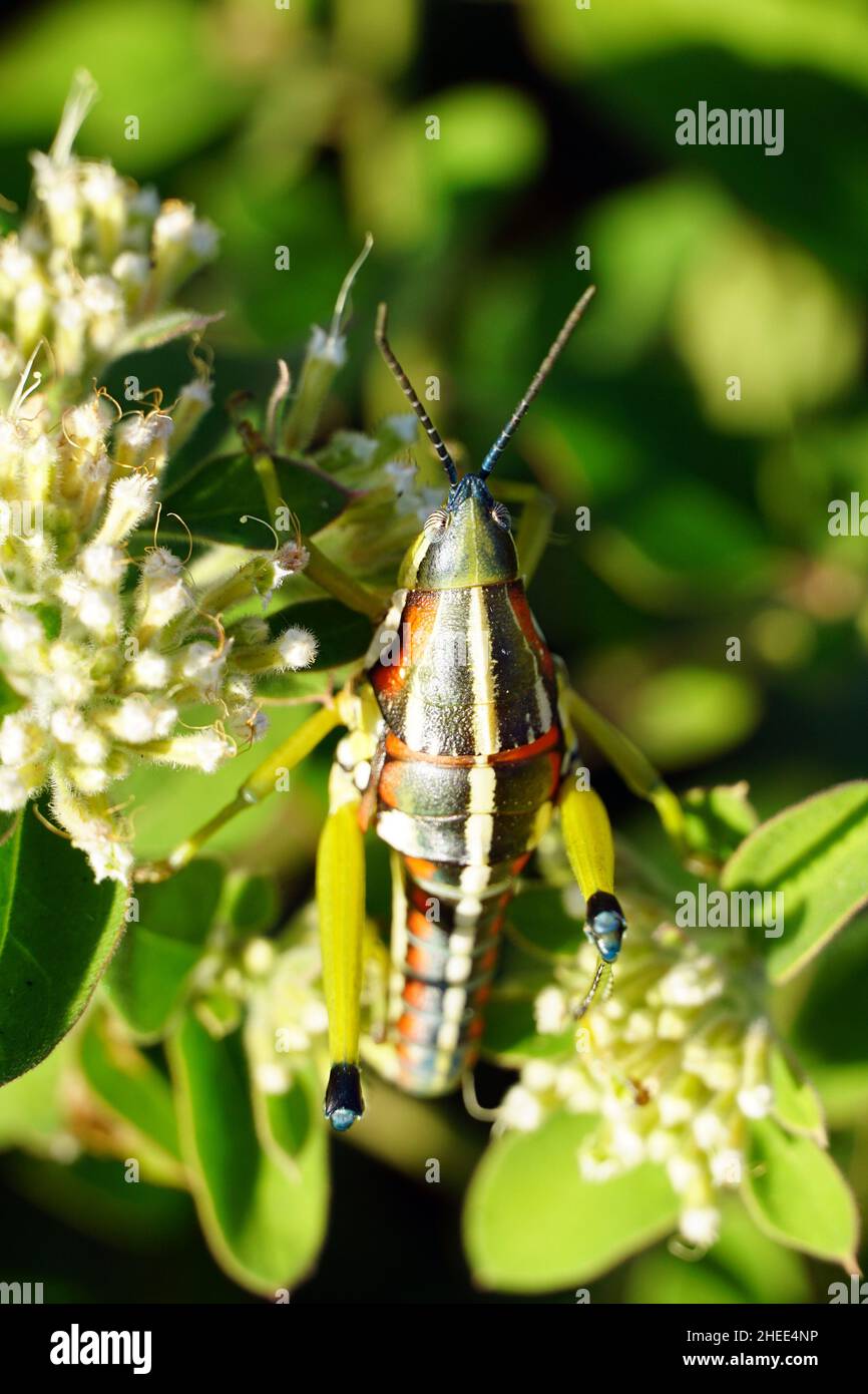 Lon 95 31392300 hi-res stock photography and images - Alamy