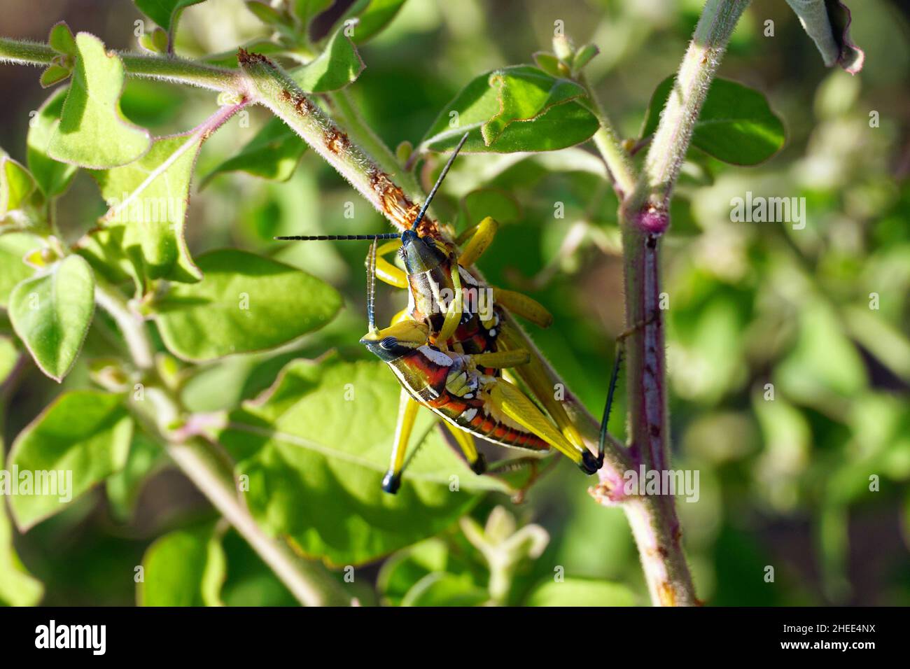 locust, Sphenarium sp., Mexico, North America Stock Photo - Alamy