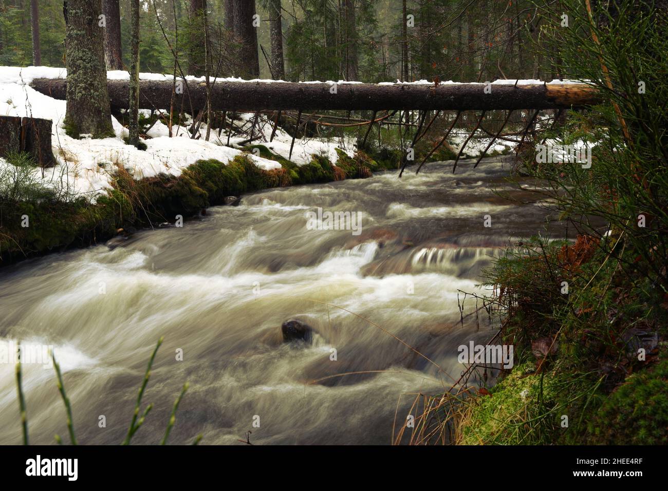 Tree over a stream hi-res stock photography and images - Alamy