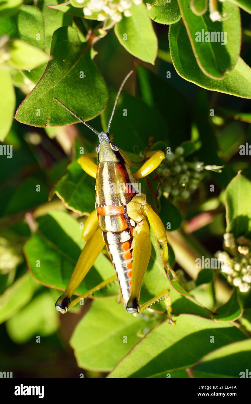 locust, Sphenarium sp., Mexico, North America Stock Photo - Alamy