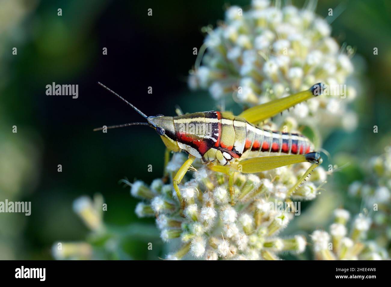 locust, Sphenarium sp., Mexico, North America Stock Photo - Alamy