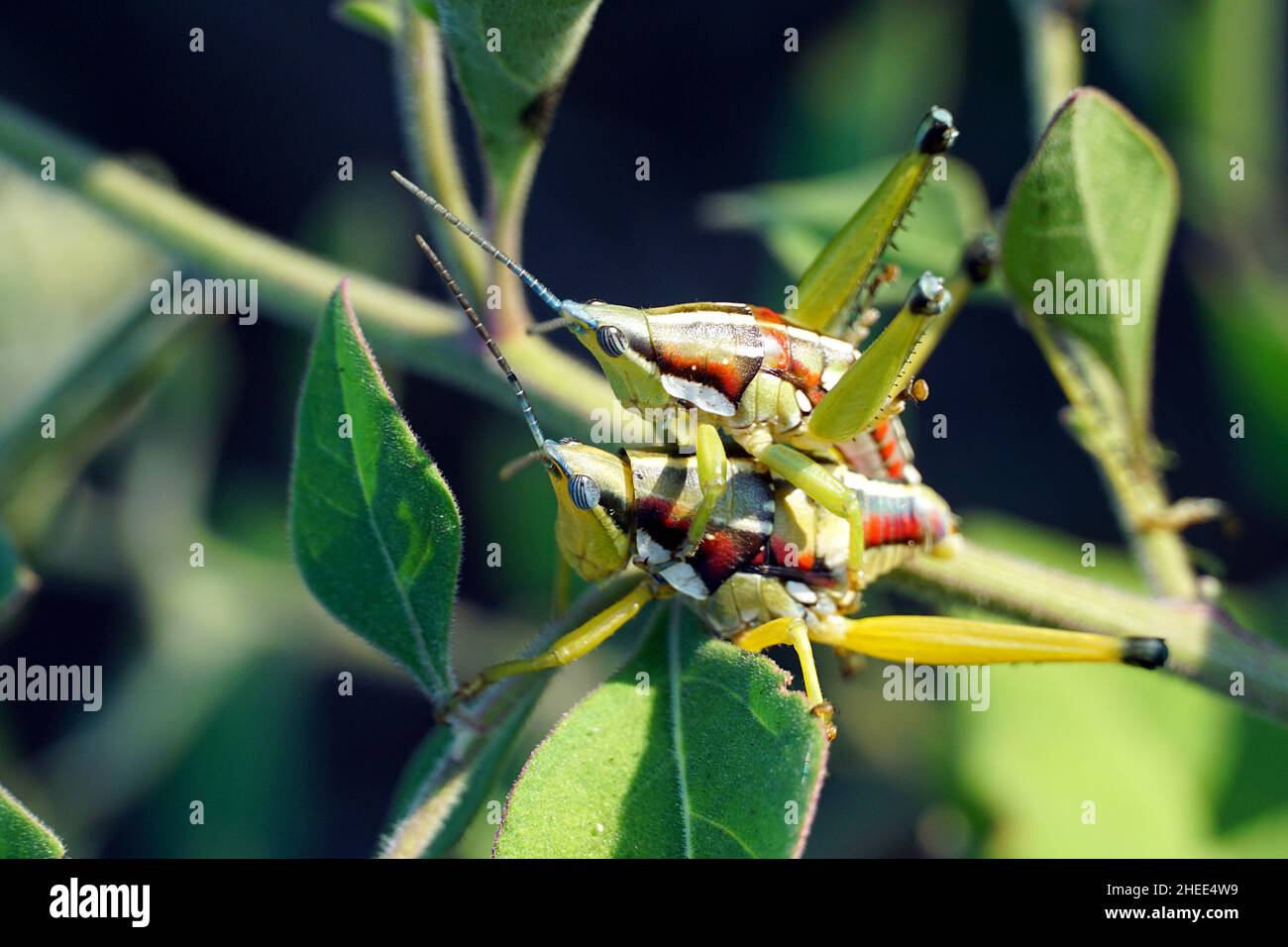 locust, Sphenarium sp., Mexico, North America Stock Photo - Alamy