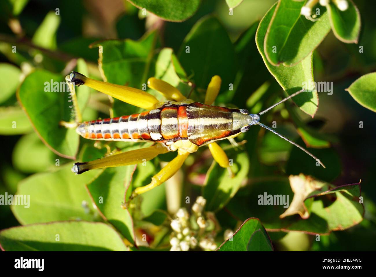 locust, Sphenarium sp., Mexico, North America Stock Photo - Alamy