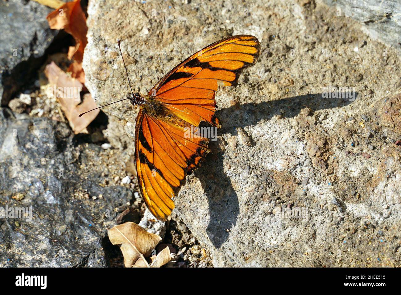Juno silverspot, juno longwing, or Juno heliconian, Dione juno, Mexico ...