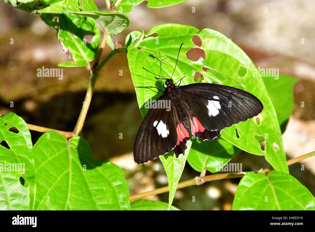 cattlehearts, Parides sp., pilangó, Mexico, North America Stock Photo ...