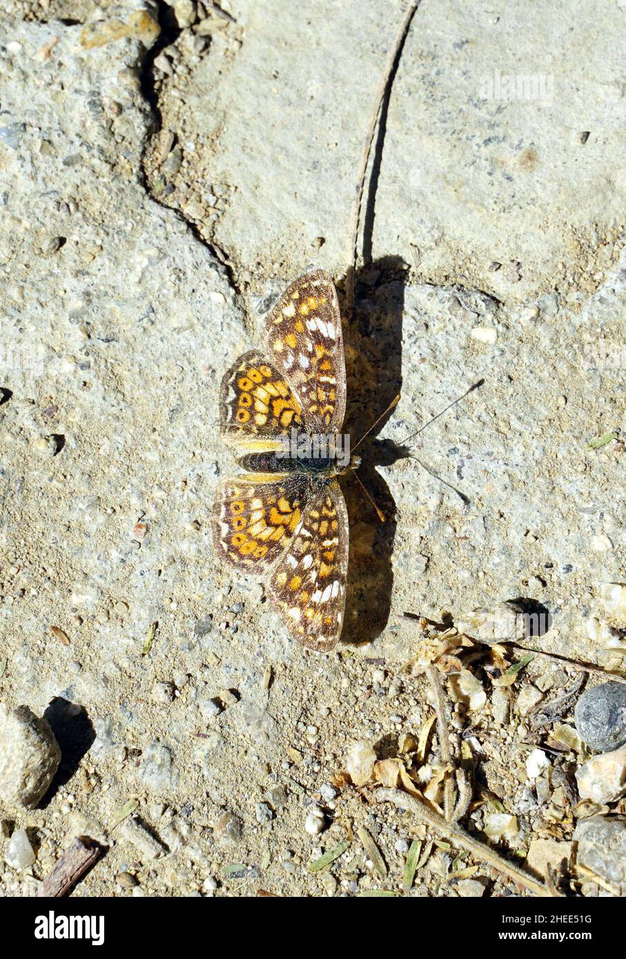 Mexican crescent, Phyciodes pallescens, Monte Alban, Mexico, North ...