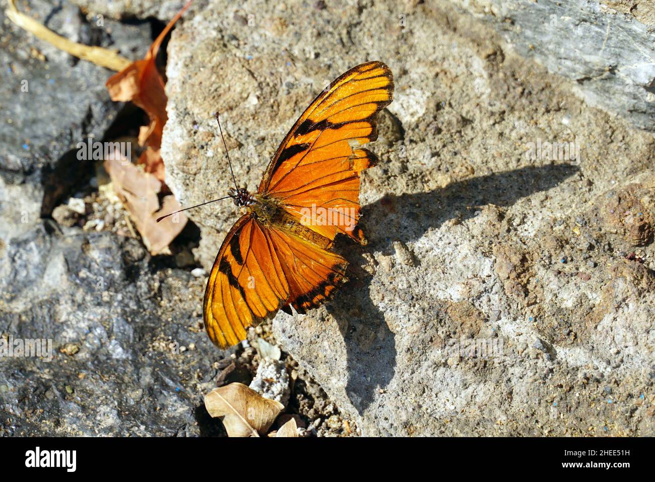 Juno silverspot, juno longwing, or Juno heliconian, Dione juno, Mexico ...