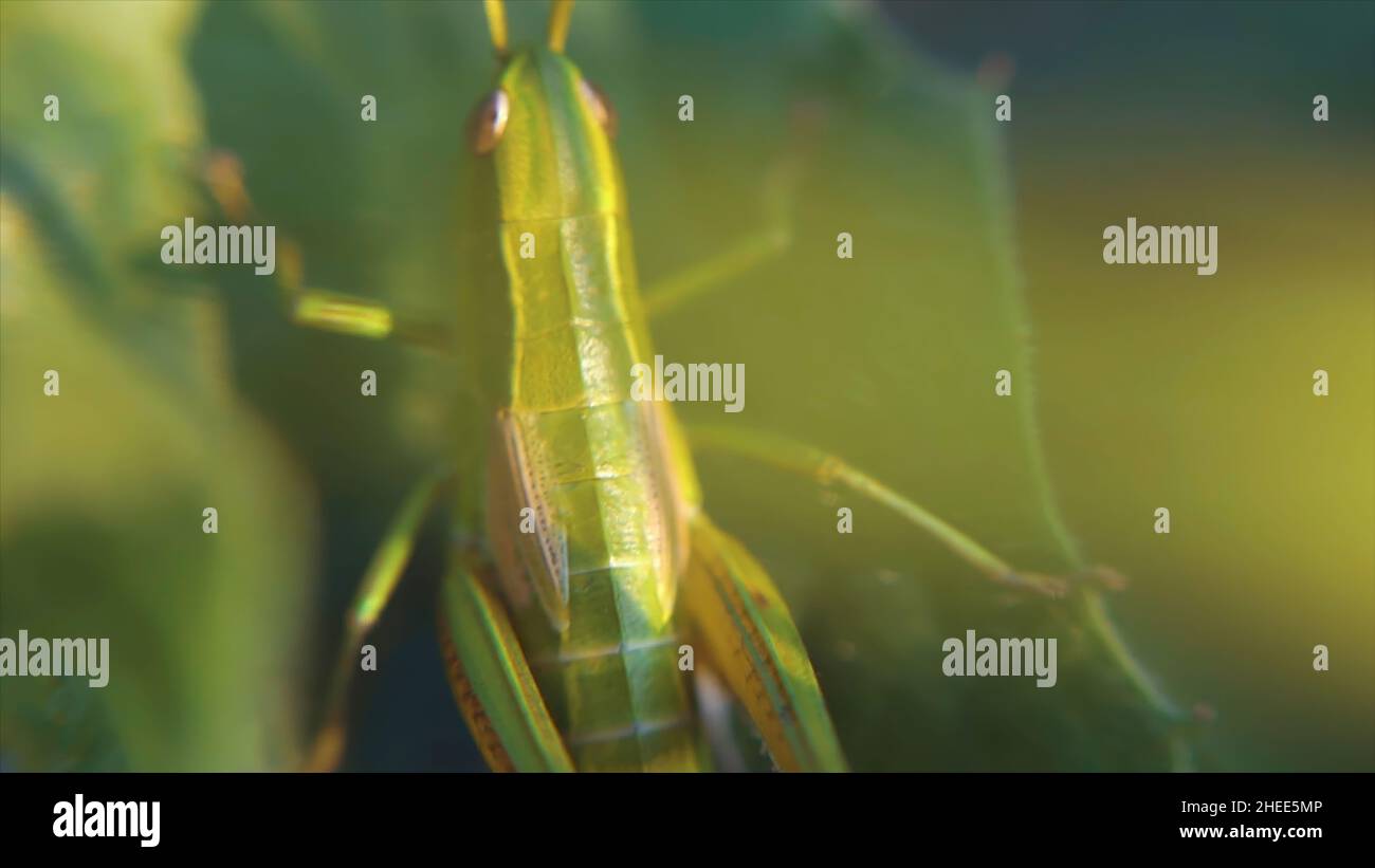 Insect Macro Play of light and shadow on grasshopper back. Insect Macro ...