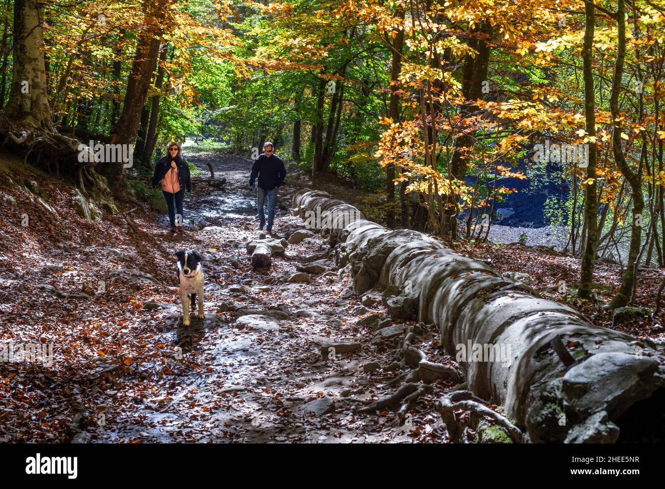 Path in the forest and mountains at autumn in Santa Fe del Montseny ...