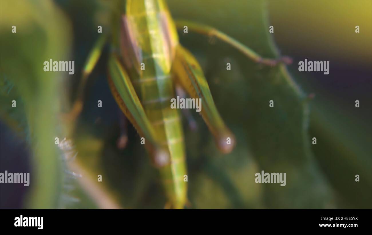 Insect Macro Play of light and shadow on grasshopper back. Insect Macro ...