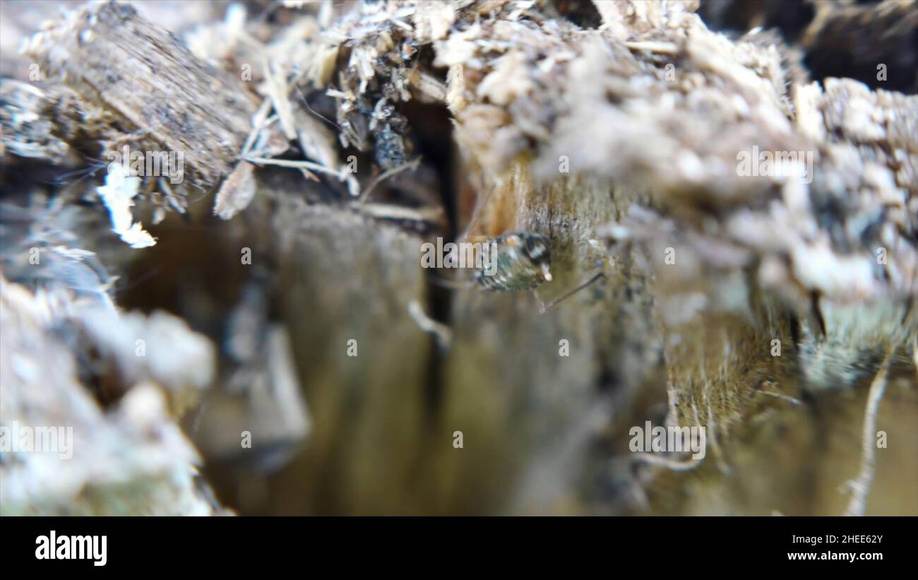 Beetle and ants macro view. Ants running around near hole in ground ...