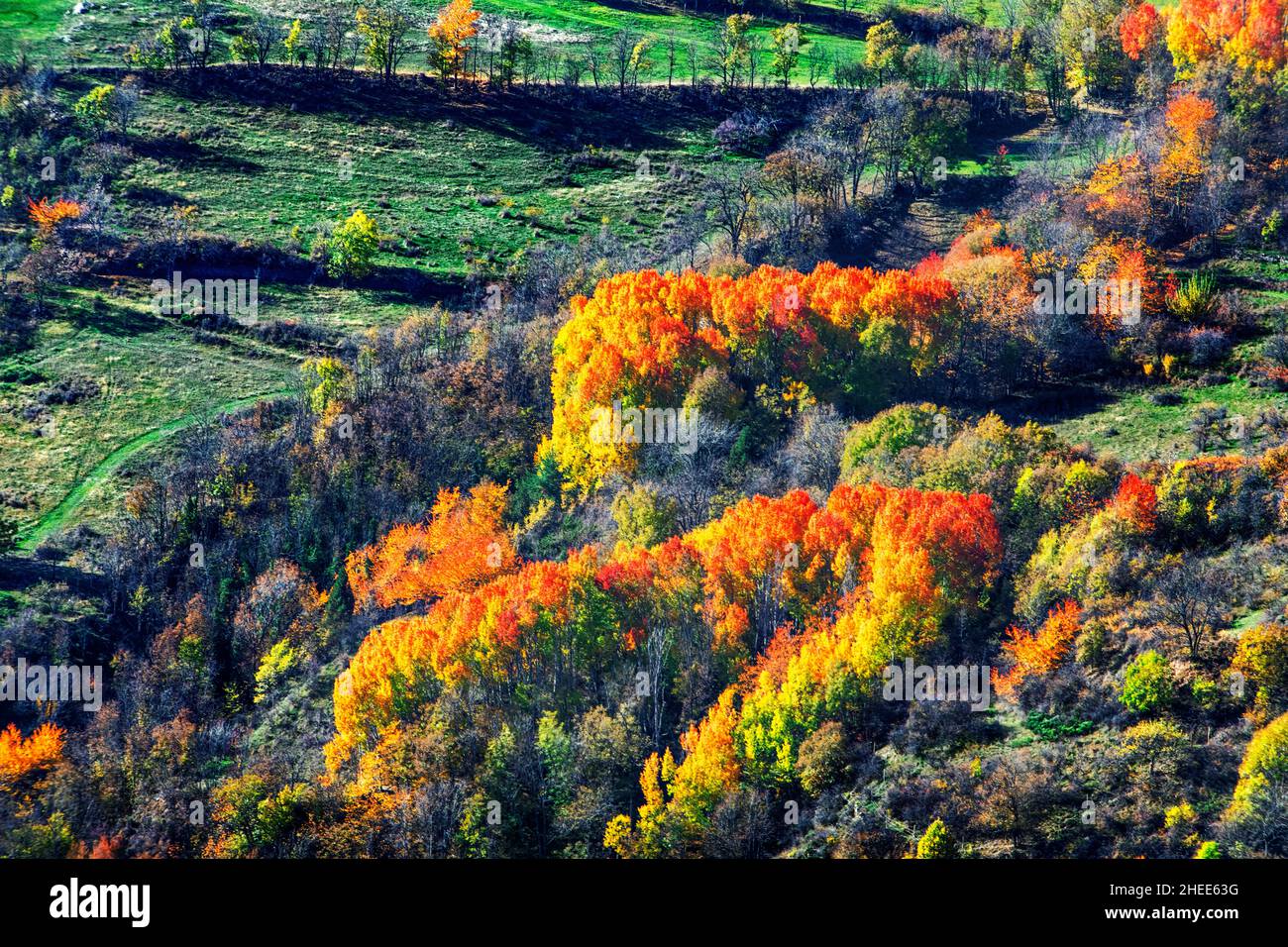 Forest on autumn near Castellar de N'Hug village in Berguedà, Catalonia ...