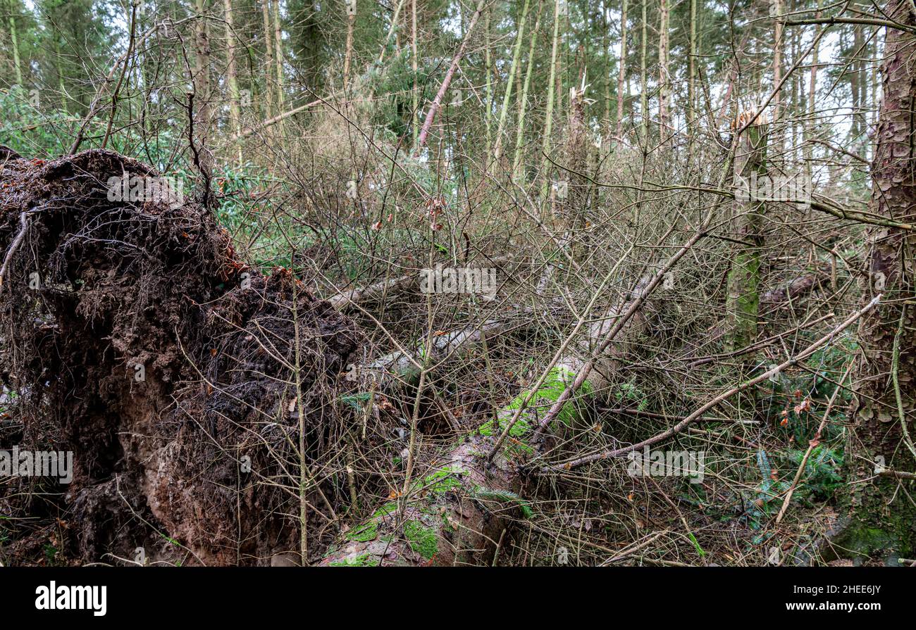 Storm Damage Fallen Trees in woodland in South East Scotland Stock ...