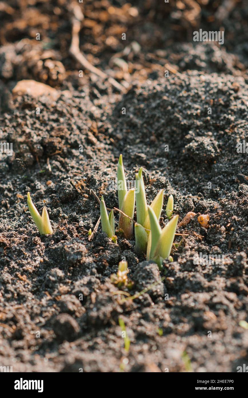 Hosta sprouts in the garden in spring Stock Photo - Alamy