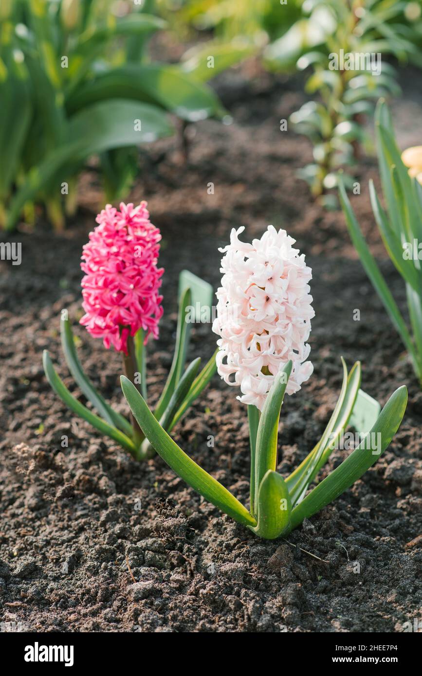 Beautiful bright hyacinths bloom in the garden in spring Stock Photo ...