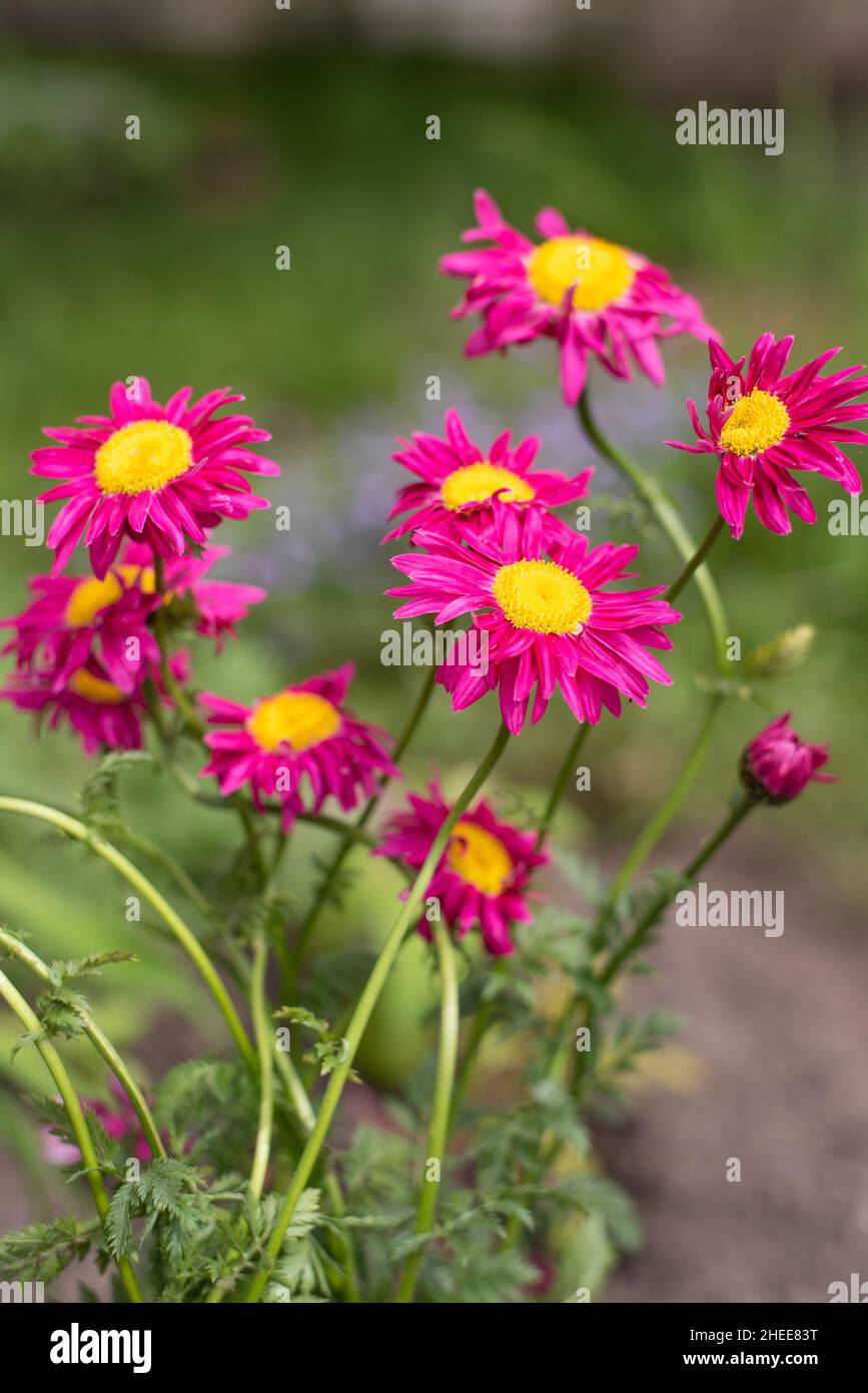 The pink pyrethrum, or Persian Daisy, lat. Pyrethrum roseum Stock Photo ...