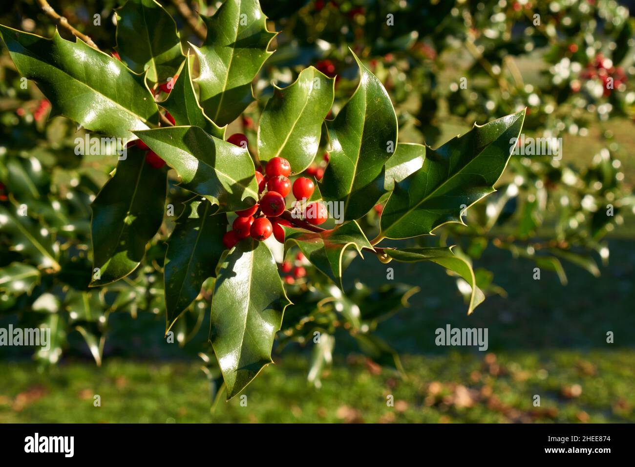 Close up of a branch of red holly berries and green holly leaves ...