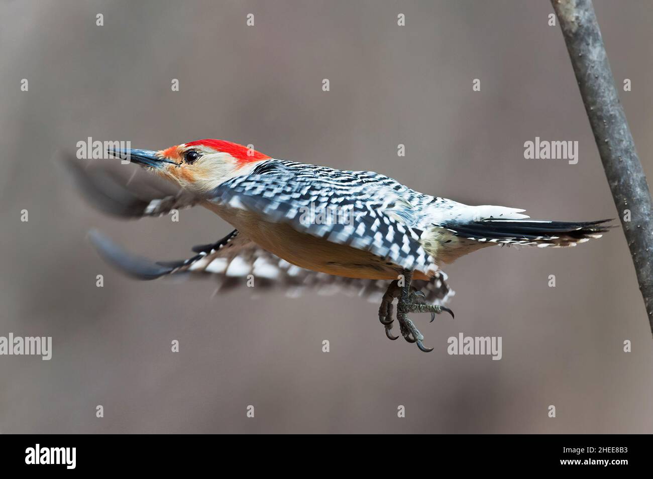 Yellow Bellied Sapsucker Flying